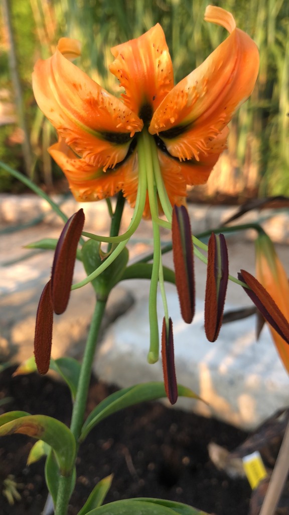 Europäische Liliengesellschaft